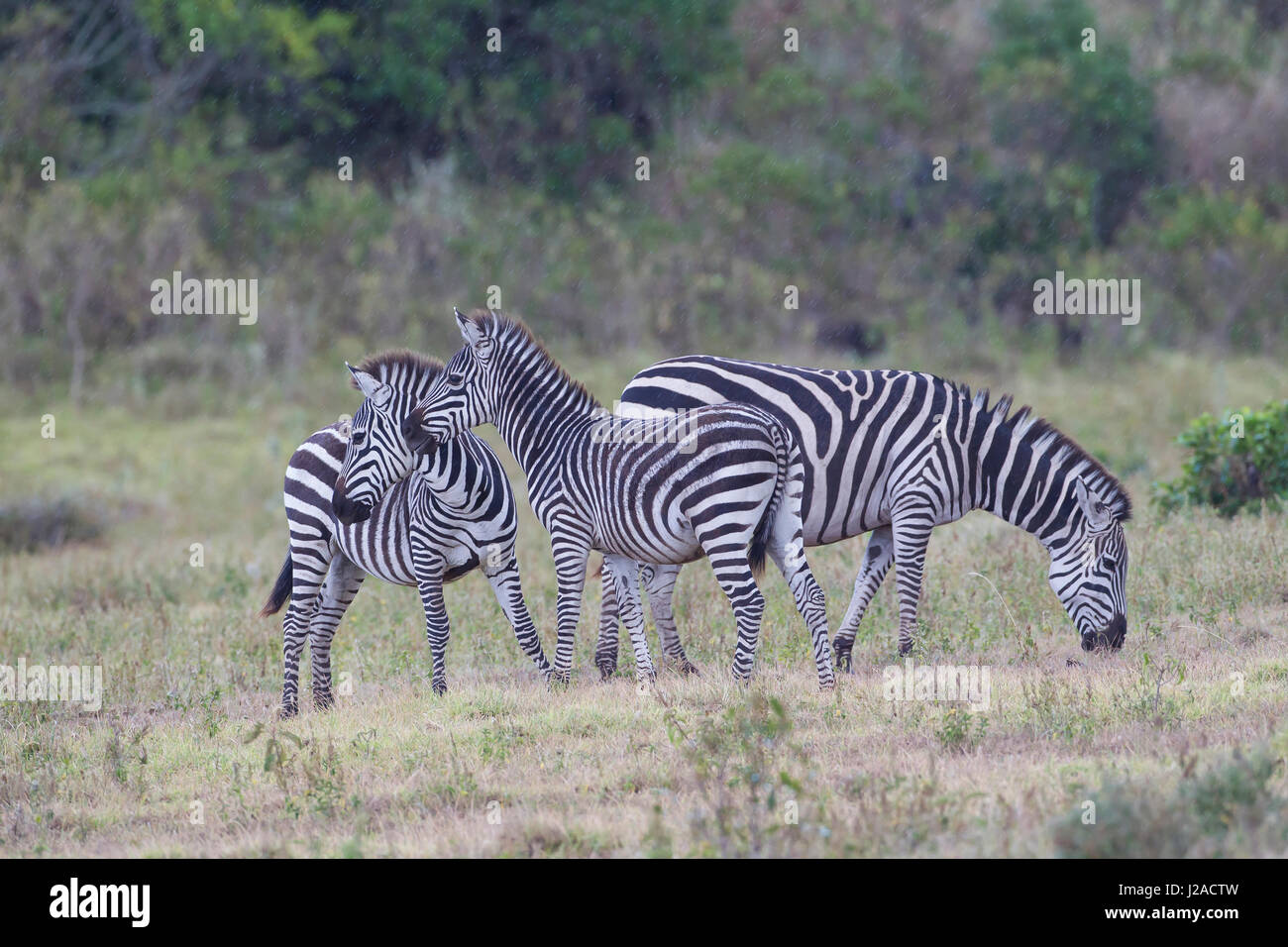 Three Plains Zebras (Equus quagg) in the grassland. Two are alert while ...