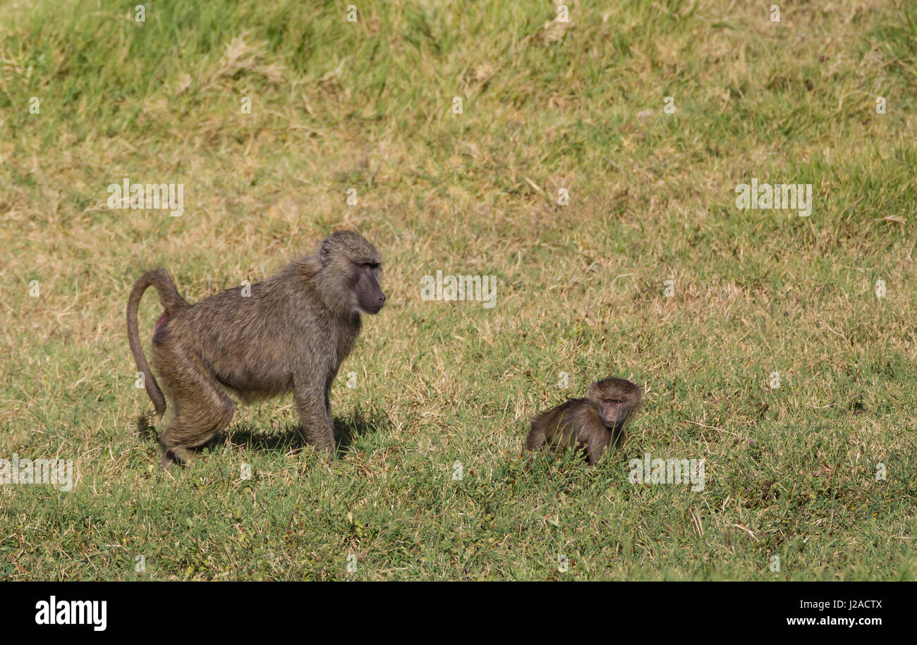 Mother yellow baboon (Papio cynocephalus) follows close behind her ...