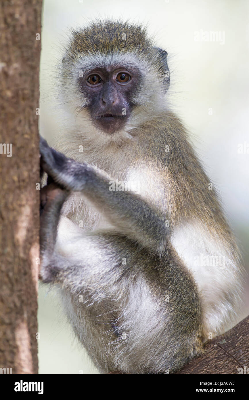 Vervet monkey (Cercopithecus aethiops) sits balanced in joint of tree ...