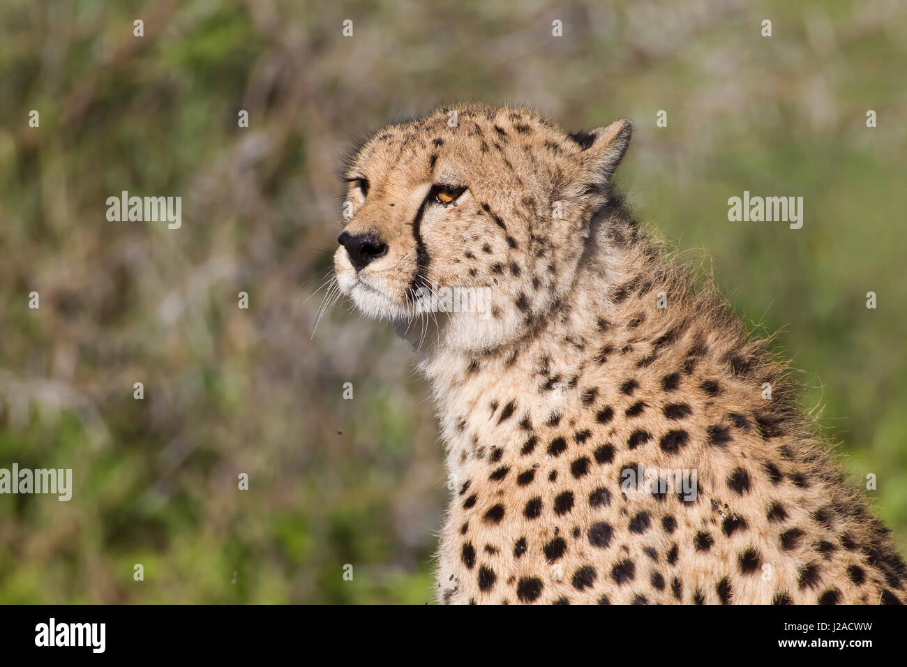 Close-up photo of head and shoulders of cheetah, head and eyes tilted ...