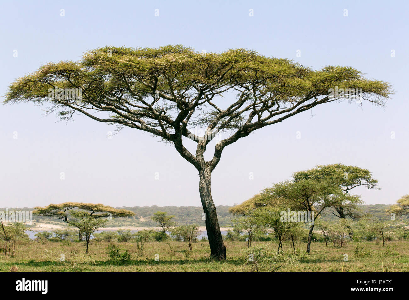 Landscape with large Acacia tree near shore of Lake Ndutu, other trees ...