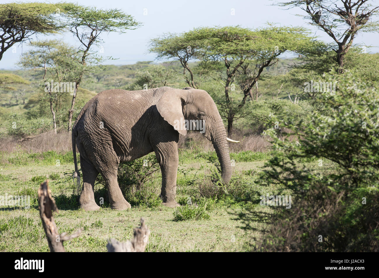 Single female elephant, one tusk missing, walks through the brush ...