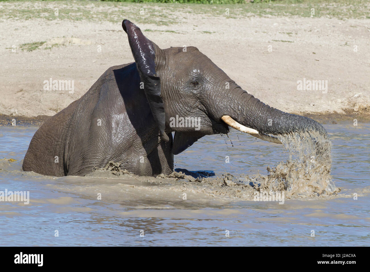 Single elephant plays in the water, beating the water and blowing the ...