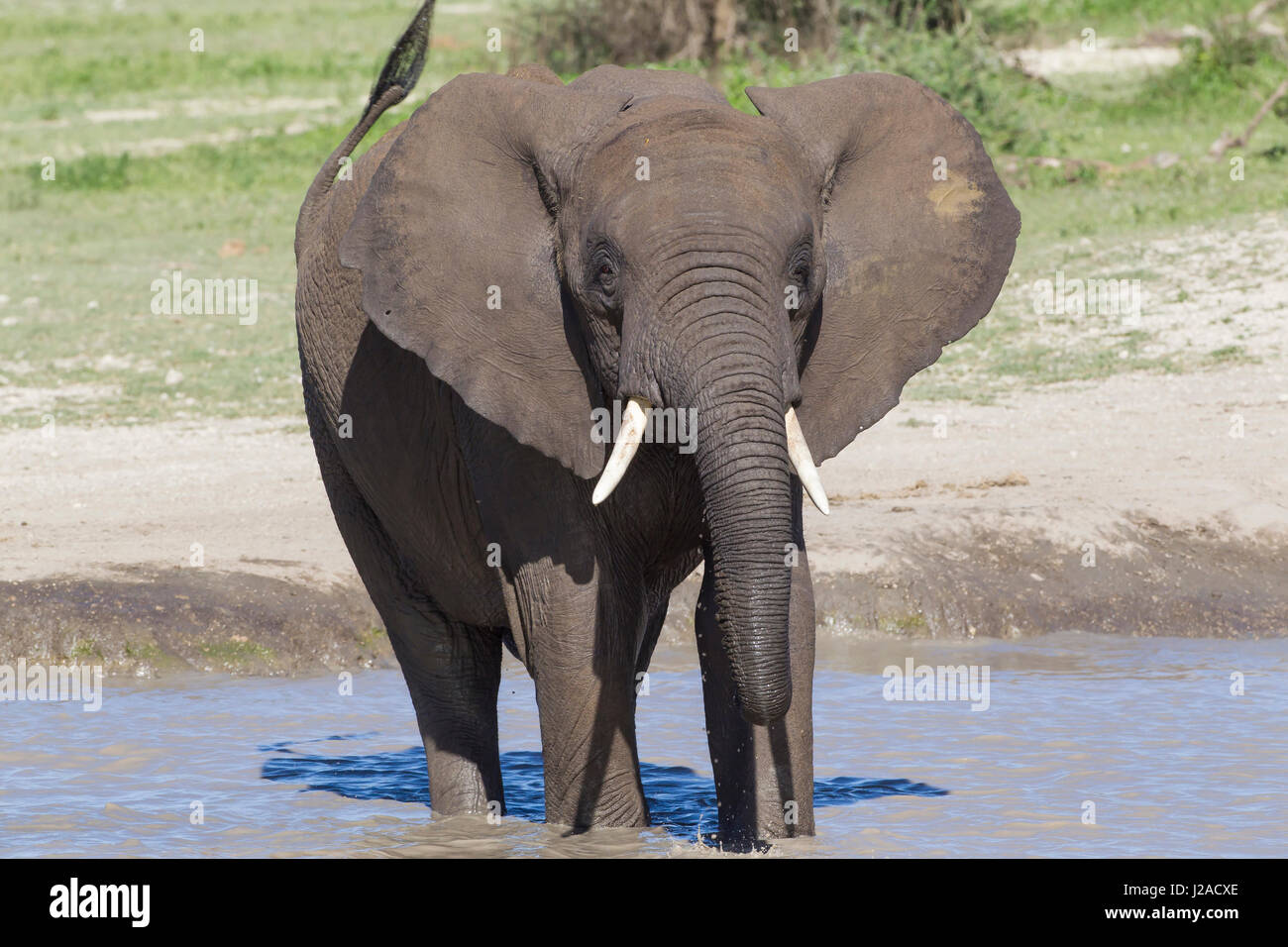Single elephant, ears wide open, both tusks showing, stands in the ...