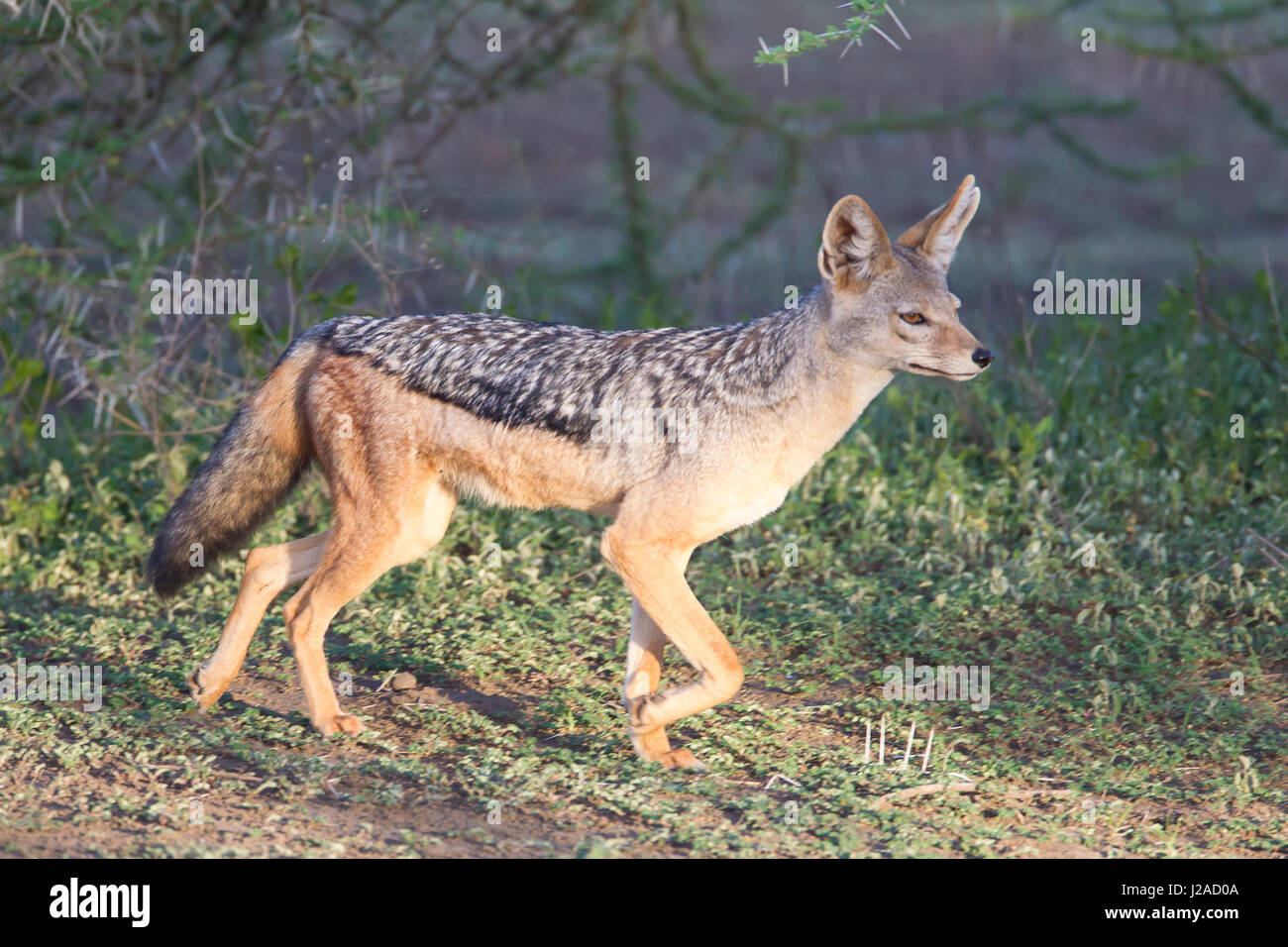 Paw raised, black-backed jackal walks through the jungle, profile view ...