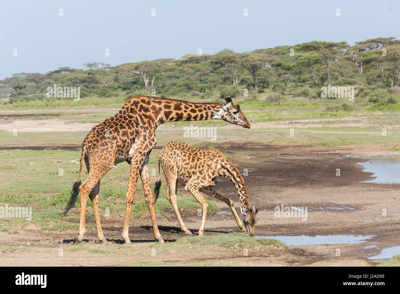 Crouches hi-res stock photography and images - Alamy