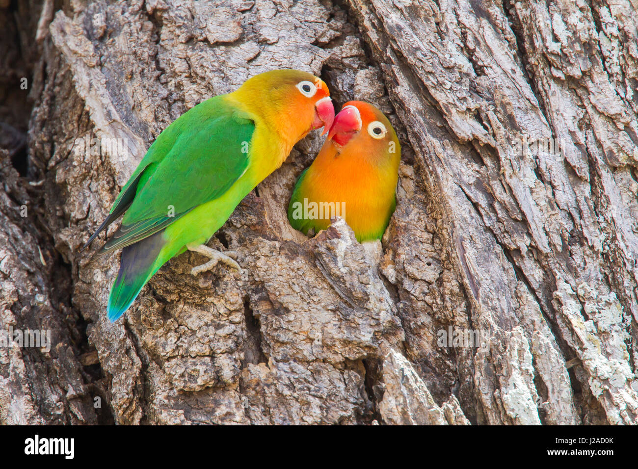 Two Fischer's Lovebirds (Agapornis fischeri) nuzzle each other ...