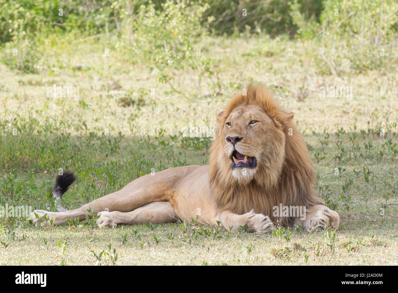 Adult male lion lies on shaded grass, body and head facing camera ...