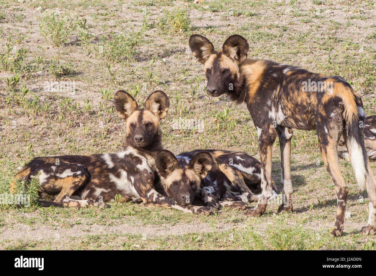 Three African wild dogs, one standing and two lying down, face the ...