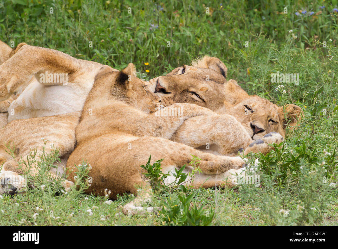 Adult two cubs sleeping together hi-res stock photography and images ...