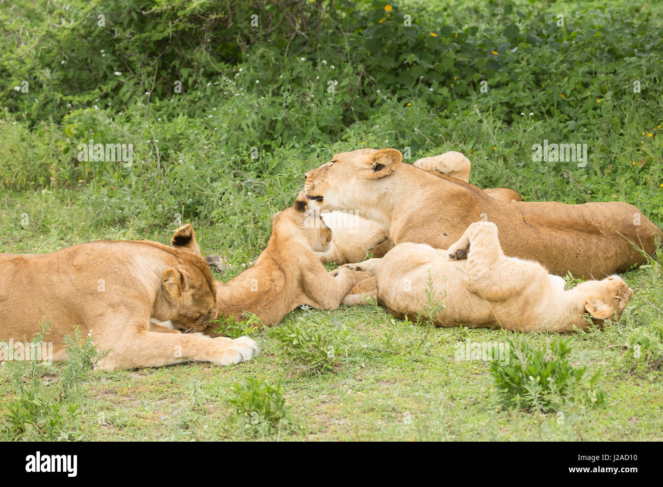 Part of lion pride, cubs sleeping while adult females groom awake cub ...