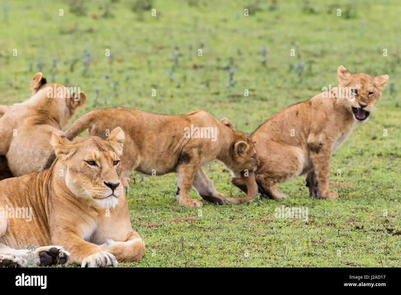 Lion cubs play in back of lioness, with one cub biting the tail of ...