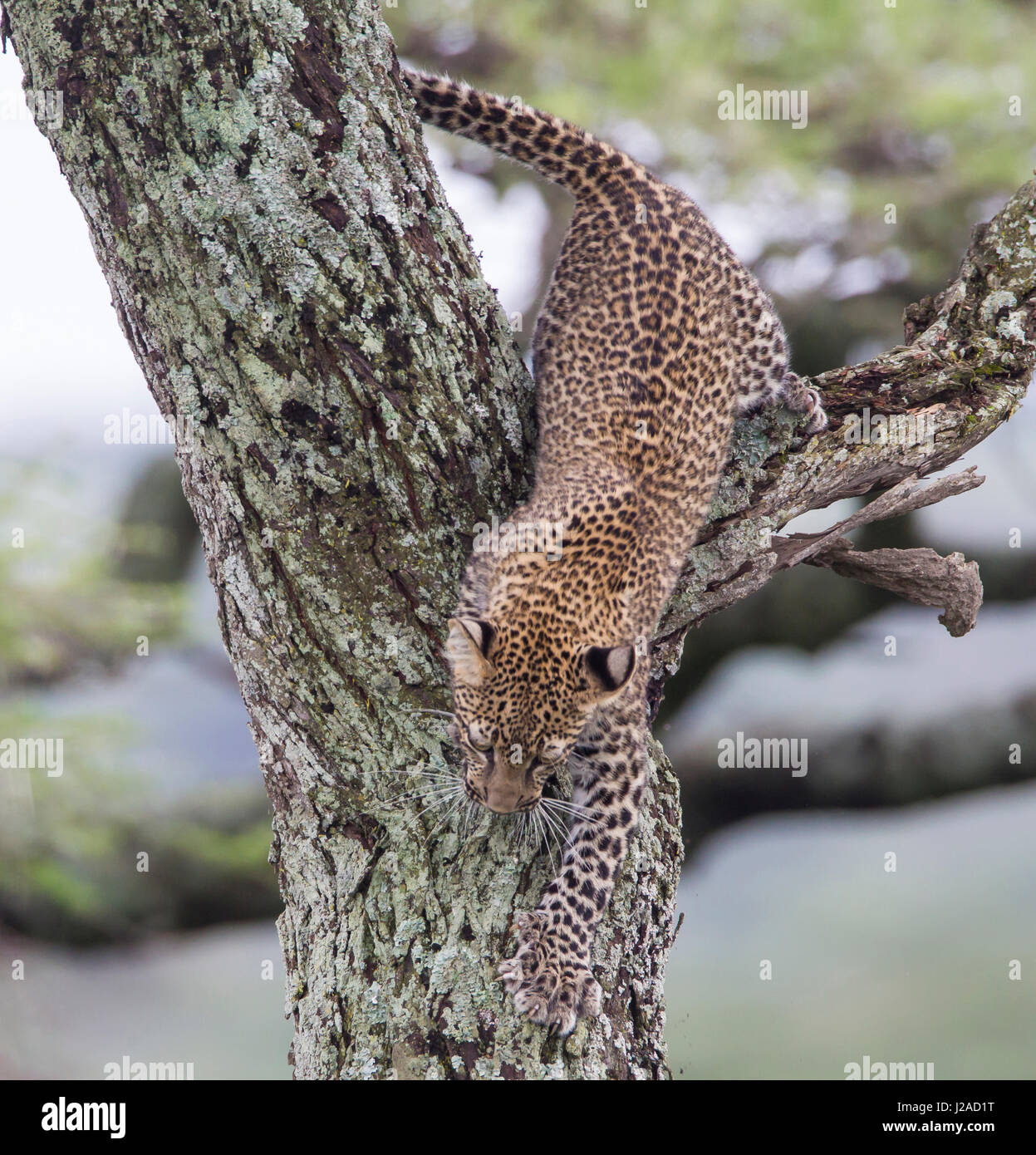 Leopard descends large tree trunk, Close-up view of top of entire head ...