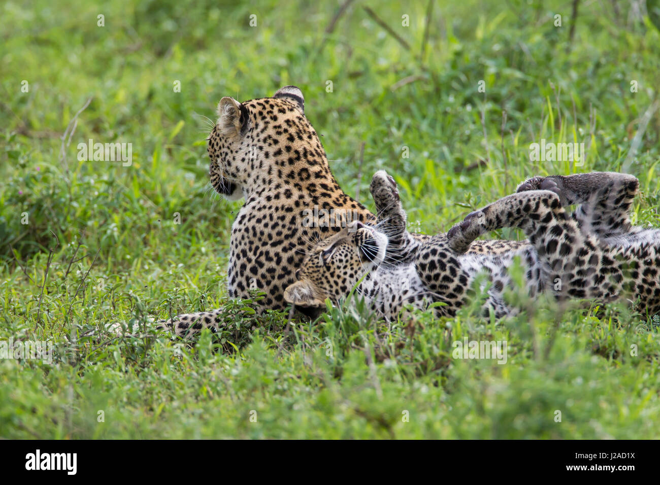 Leopard legs hi-res stock photography and images - Alamy