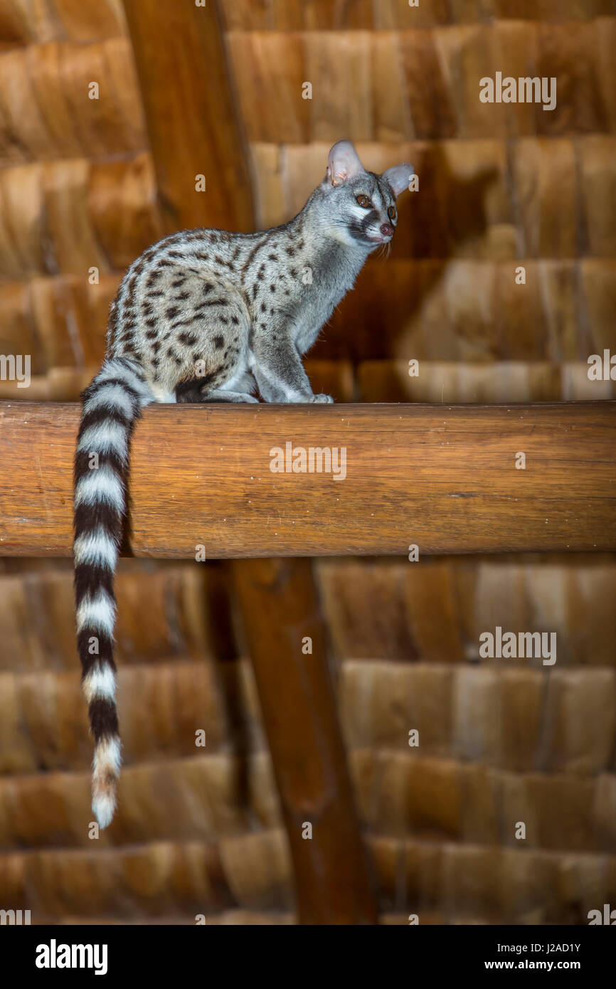 Wild small-spotted genet sits on cross beam of a lodge it sometimes ...