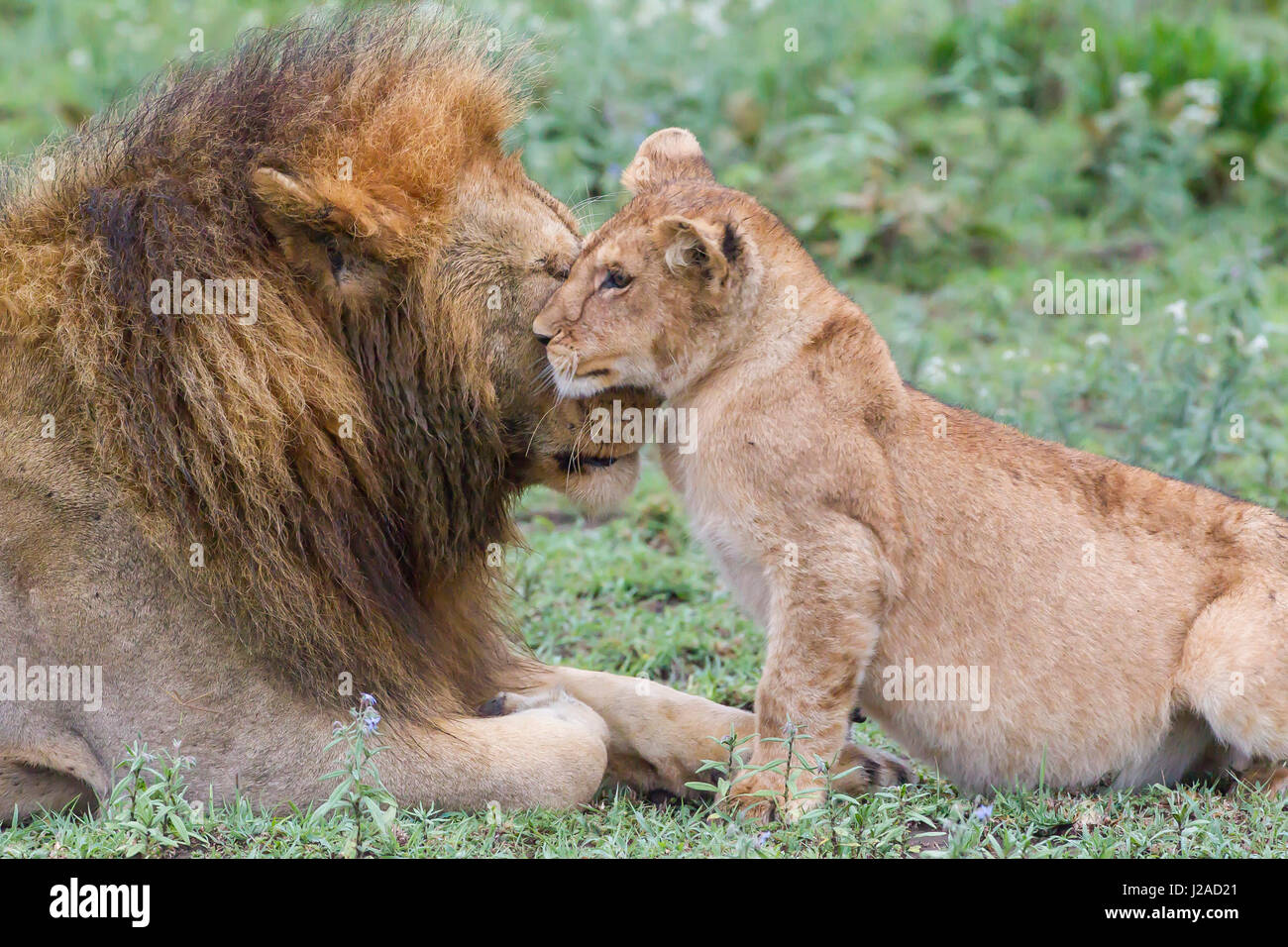 Female cub nuzzles adult male lion, cheek to cheek, profile view, Close ...