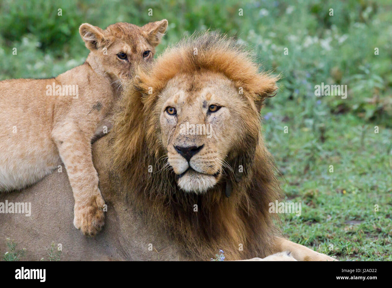 Female cub lies on top of her resting father, an adult male lion, both ...