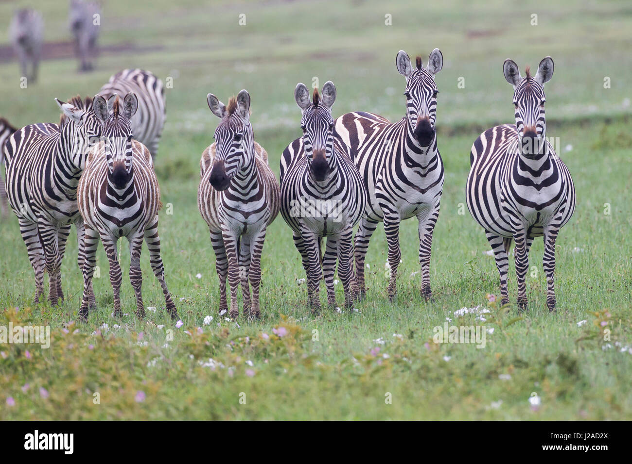 Five pregnant female zebras intently stare ahead, facing the camera ...