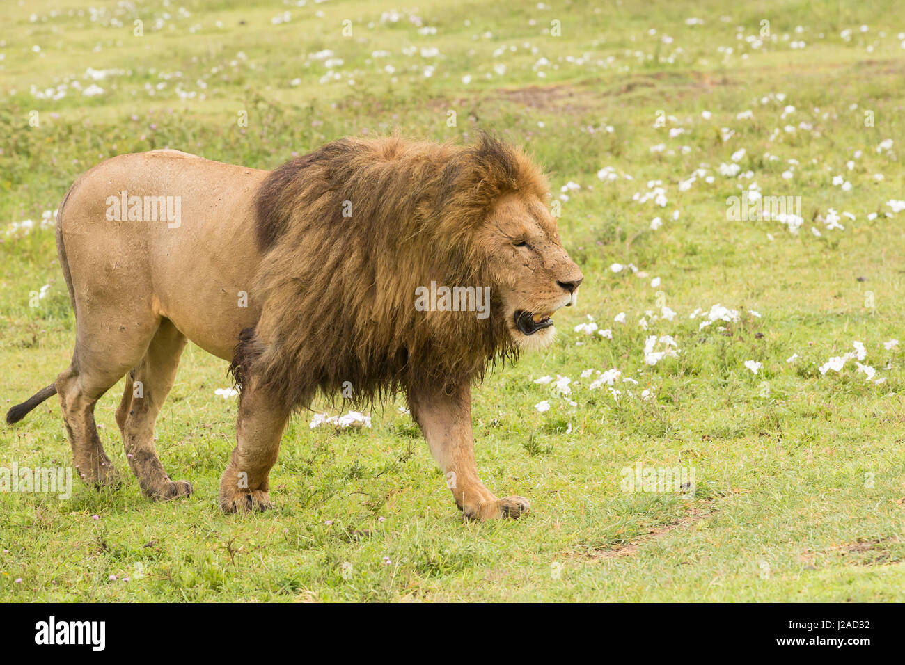 Male lion walks, through grassy area, at angle to viewer's right ...