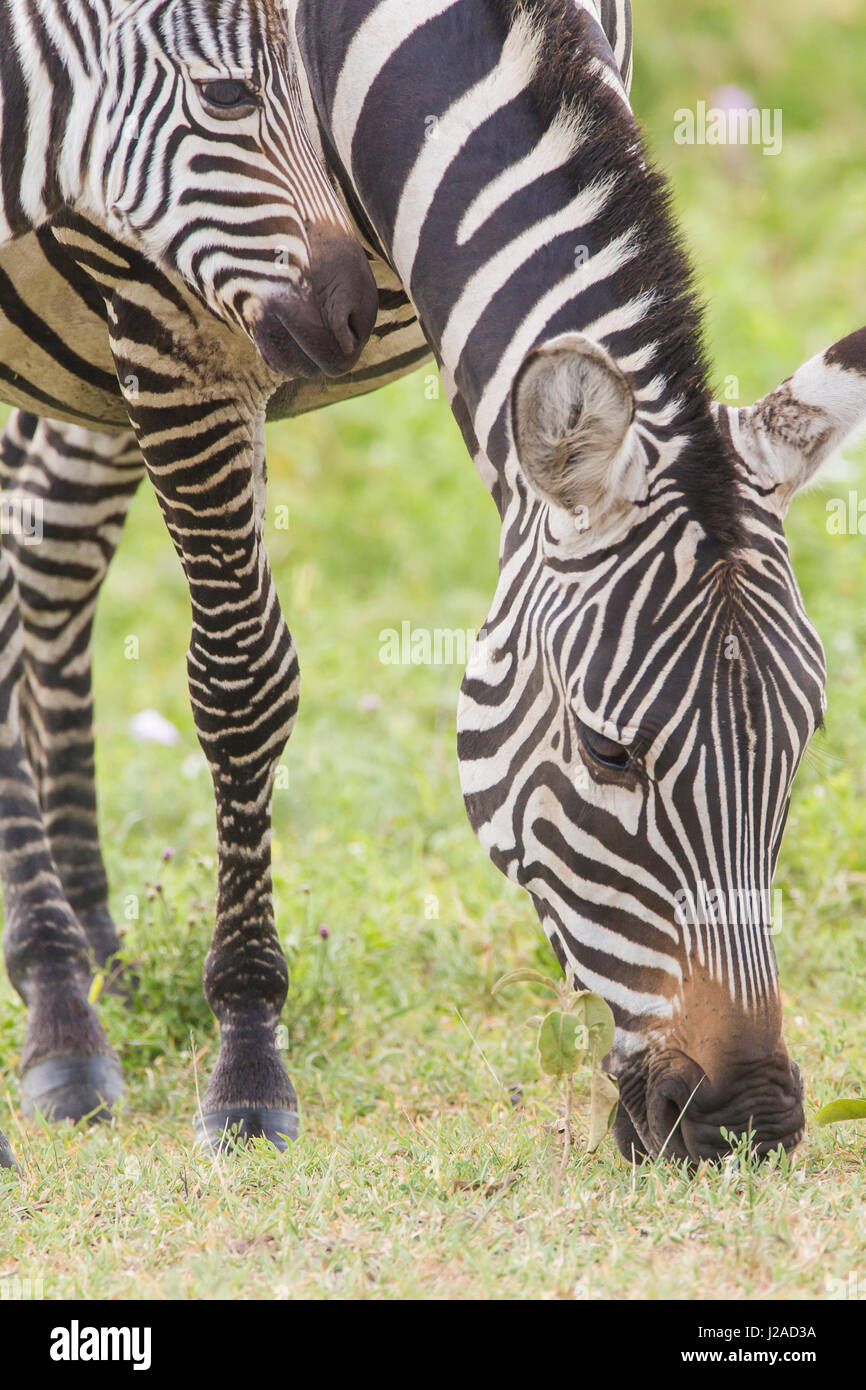 Adult female zebra grazes, head and frontal shot, Close-up, while her ...