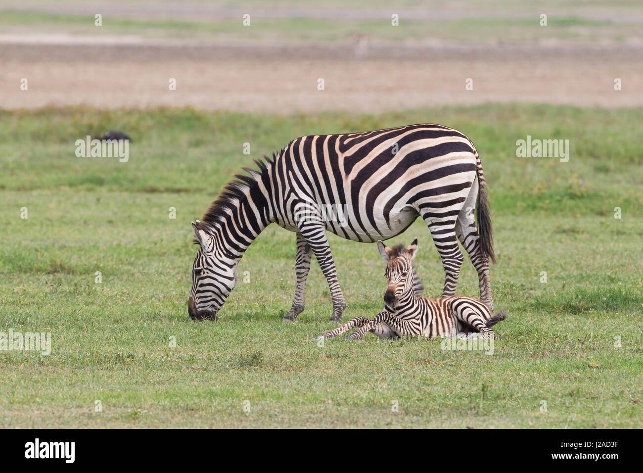 Newborn Baby Zebra And Mom