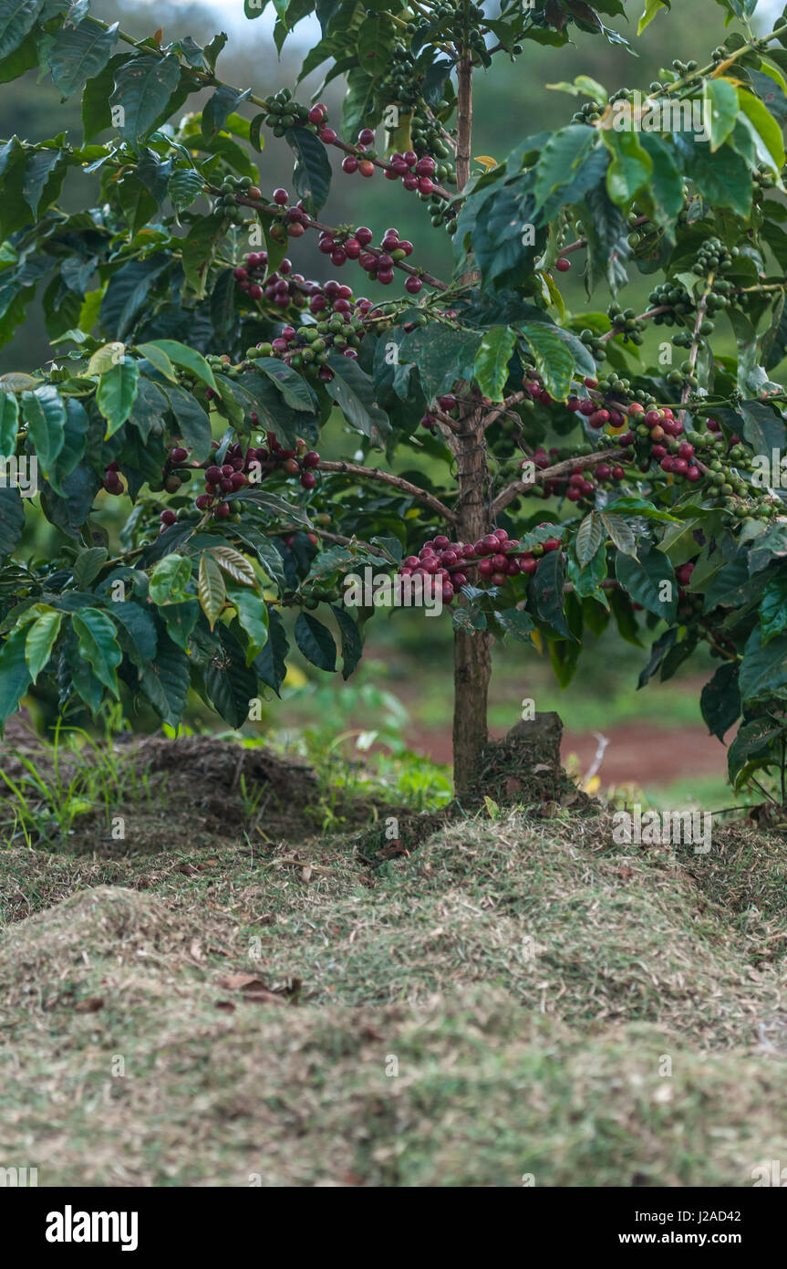 Africa, Arusha, Tanzania, coffee plantation Stock Photo - Alamy