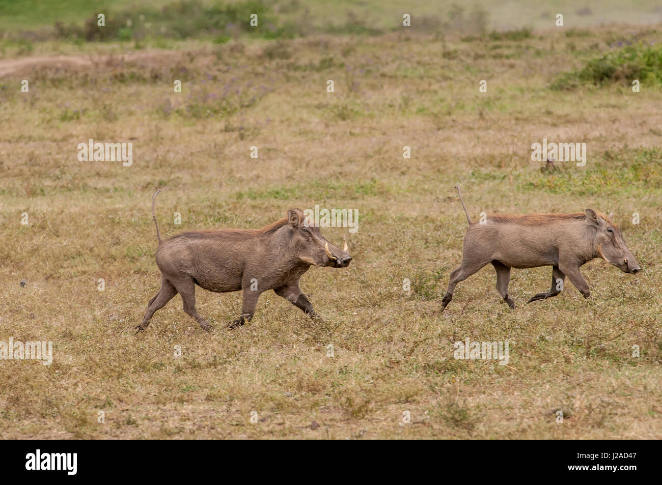 Warthogs running hi-res stock photography and images - Alamy