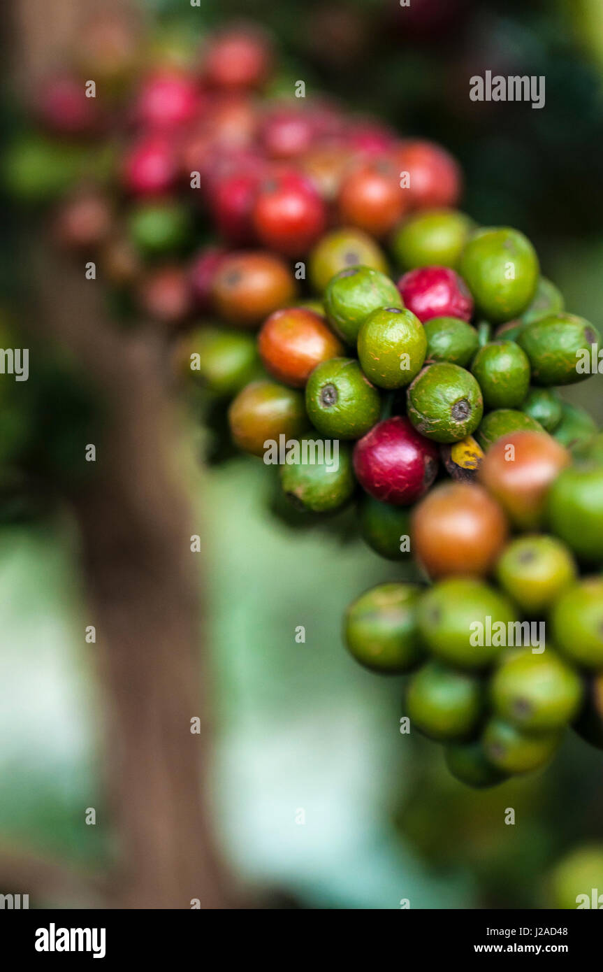 Africa, Arusha, Tanzania, coffee plantation Stock Photo - Alamy