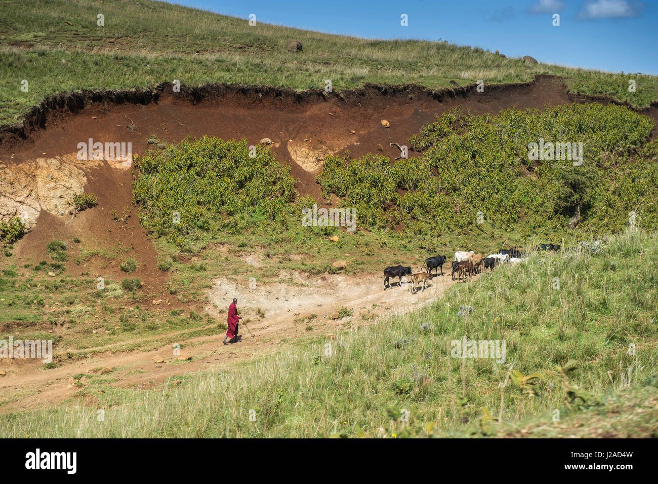 Tanzania, Maasai herding cattle Stock Photo - Alamy