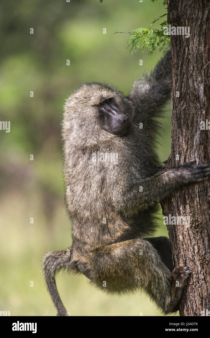 Africa, Tanzania, baboon climbing tree Stock Photo - Alamy