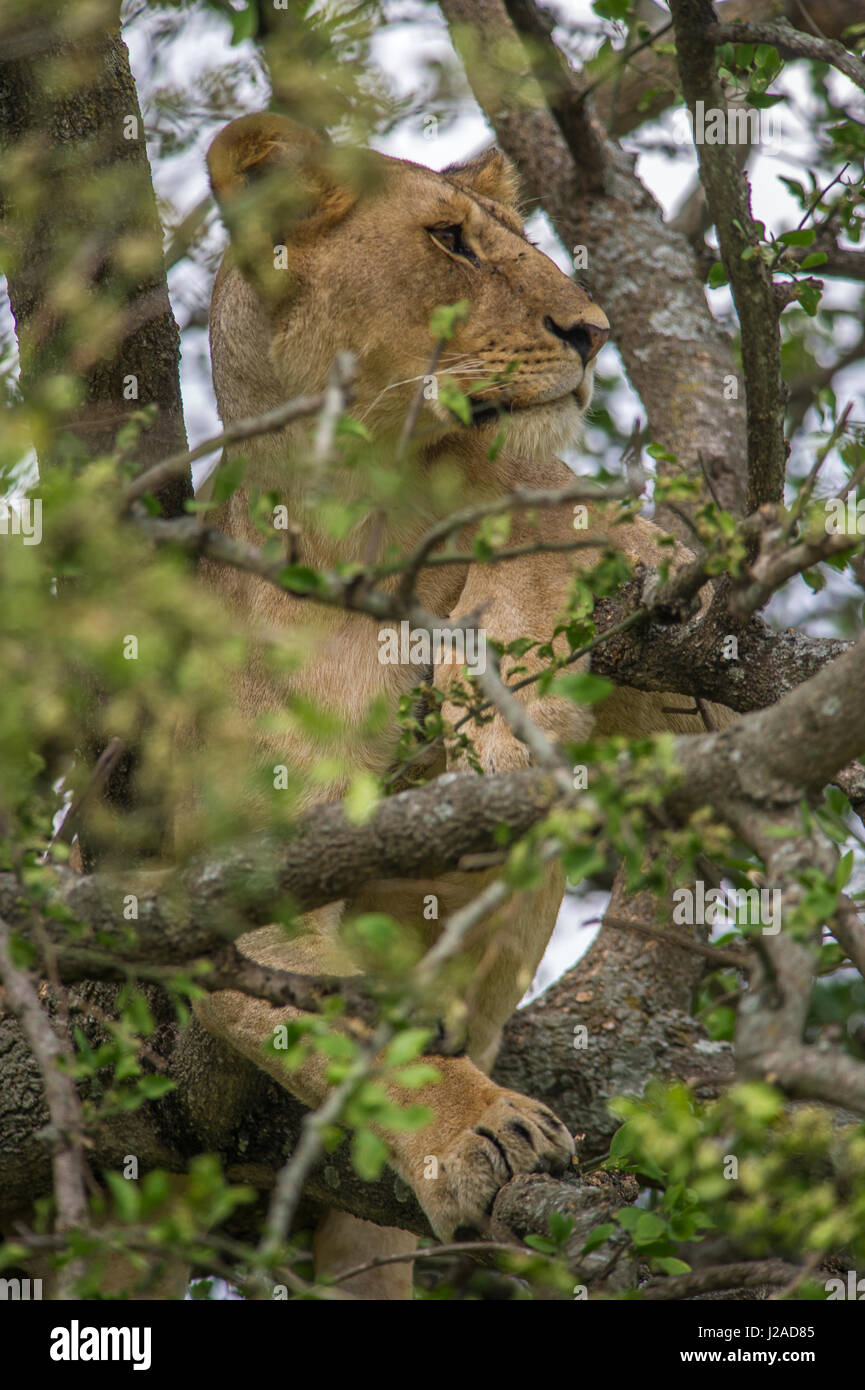 Africa, Tanzania, Lion in tree Stock Photo - Alamy