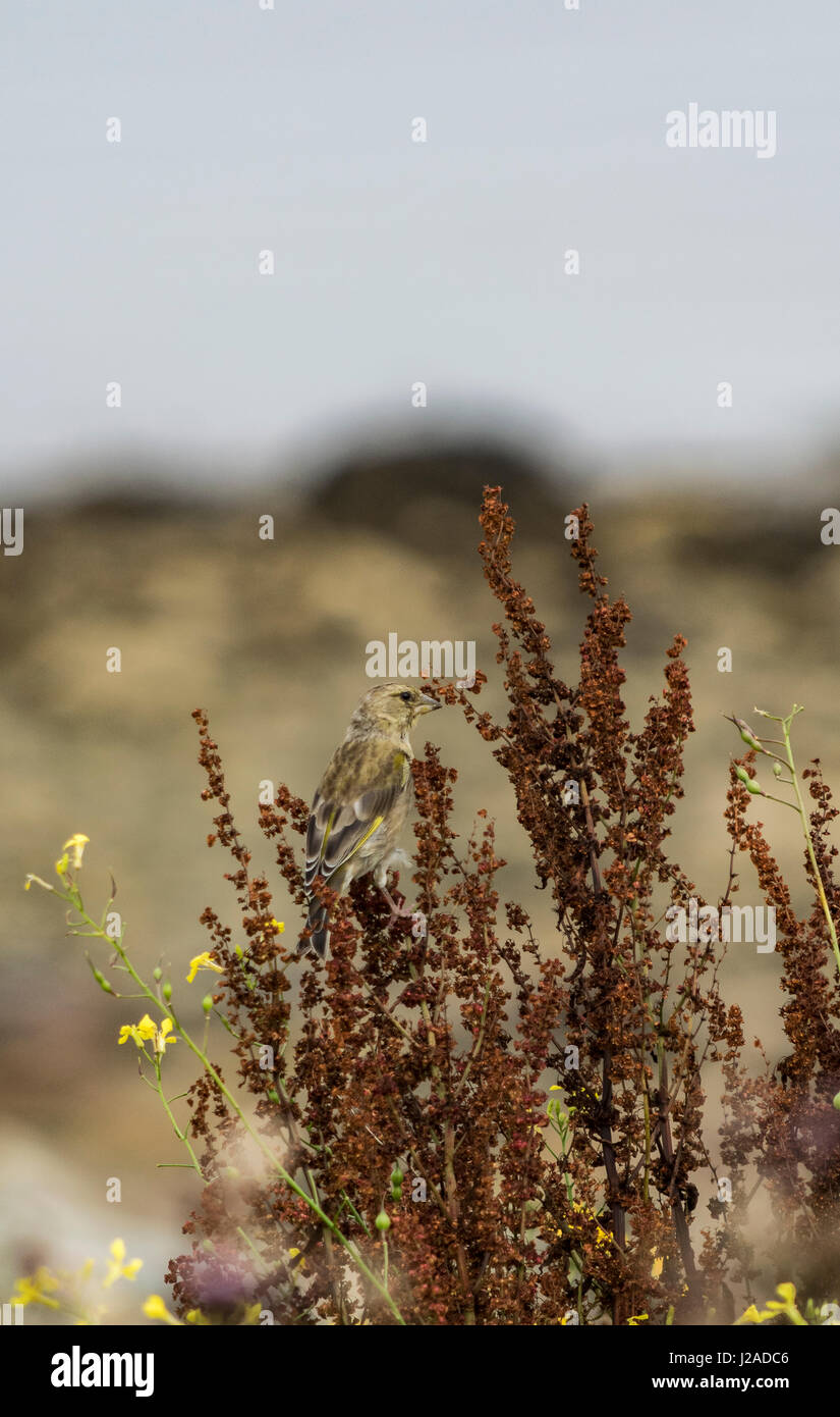 Femail bird hi-res stock photography and images - Alamy