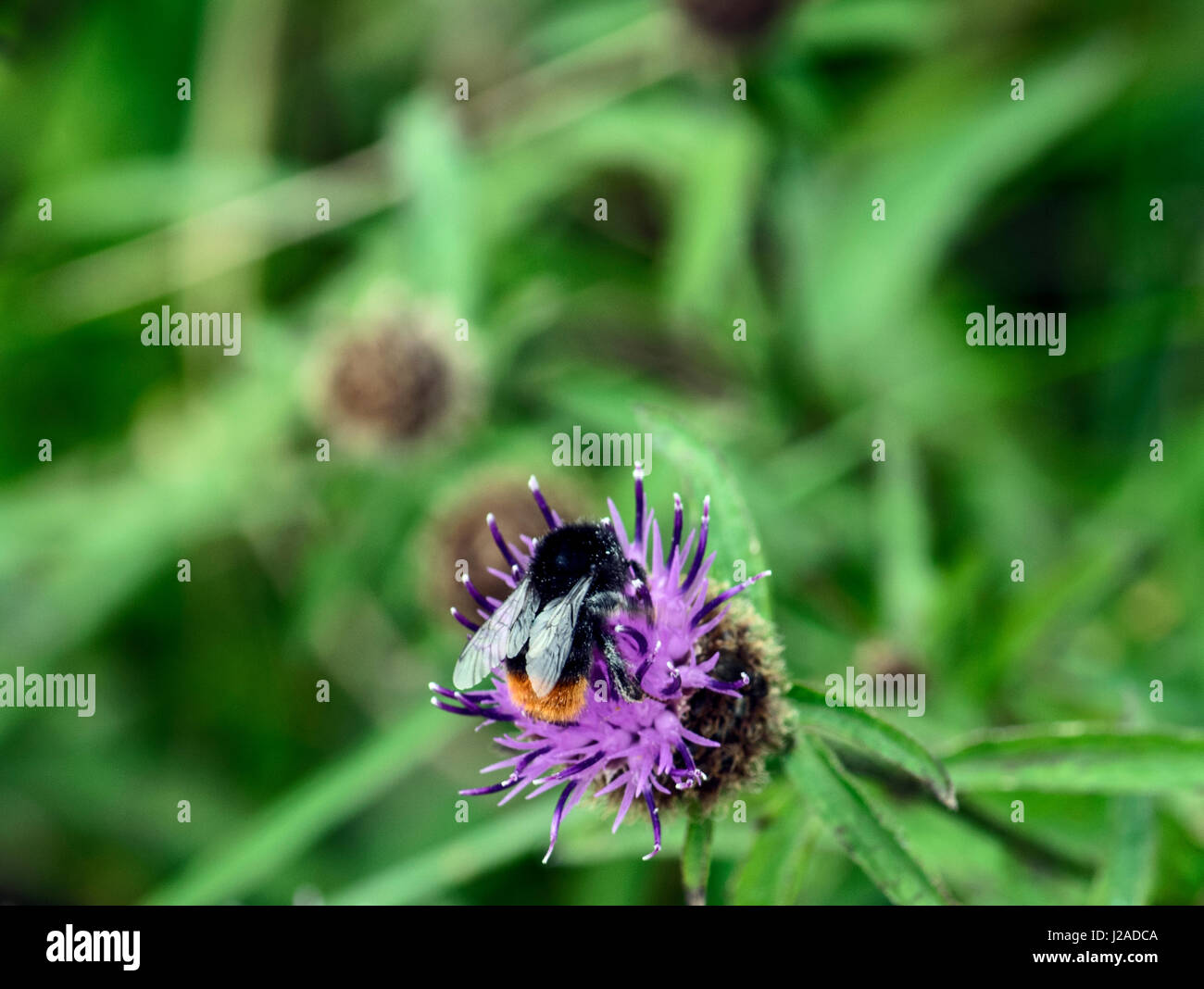 Femail bird hi-res stock photography and images - Alamy