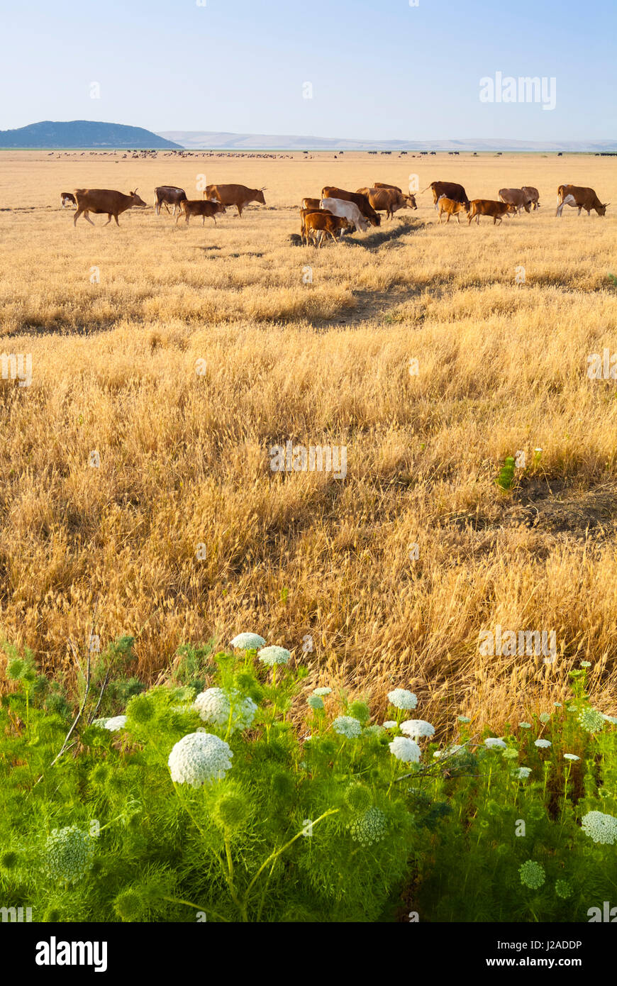 Herd of cows, National Park of Ichkeul, Bizerte Province, Tunisia ...