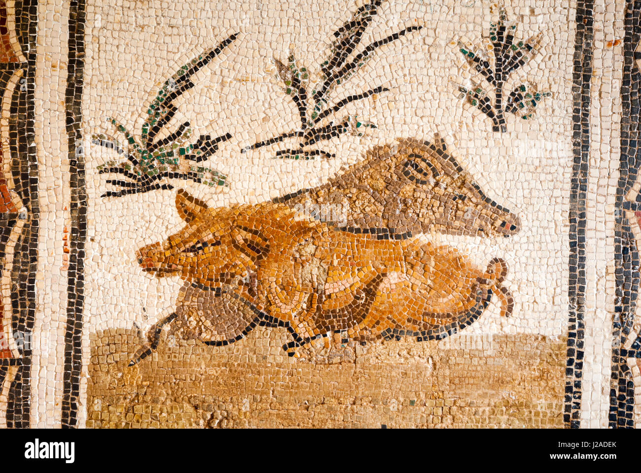 Roman Mosaic with wild boar, Bardo National Museum, Carthage, UNESCO ...