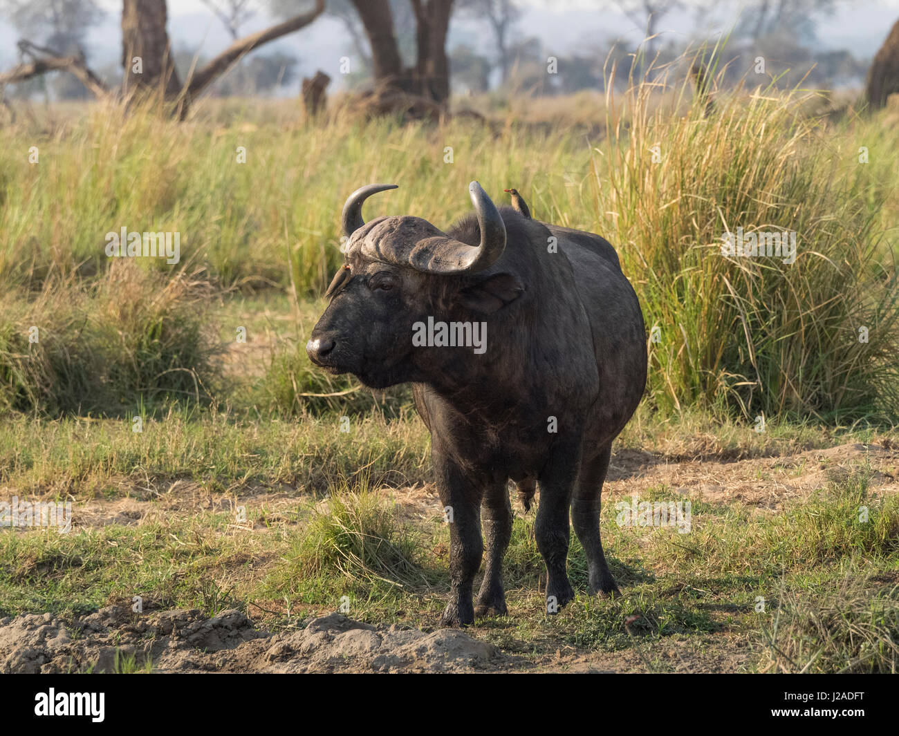 Africa, Zambia. Cape buffalo male close-up. Credit as: Bill Young ...