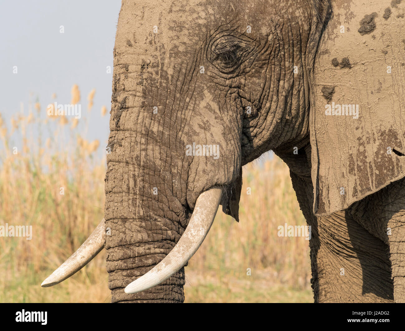 Elephants head hi-res stock photography and images - Alamy