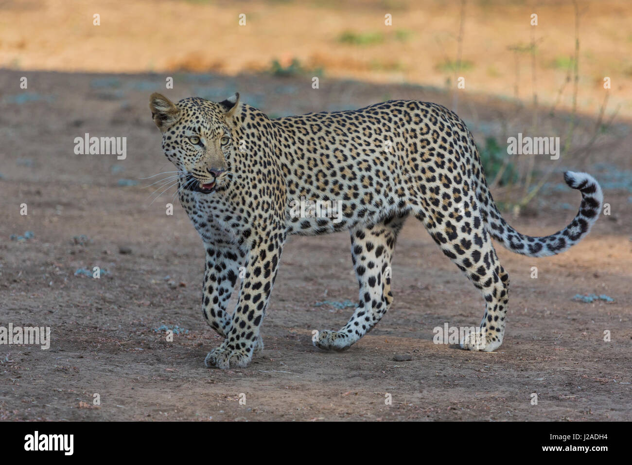 Zambia side portrait walking leopard hi-res stock photography and ...