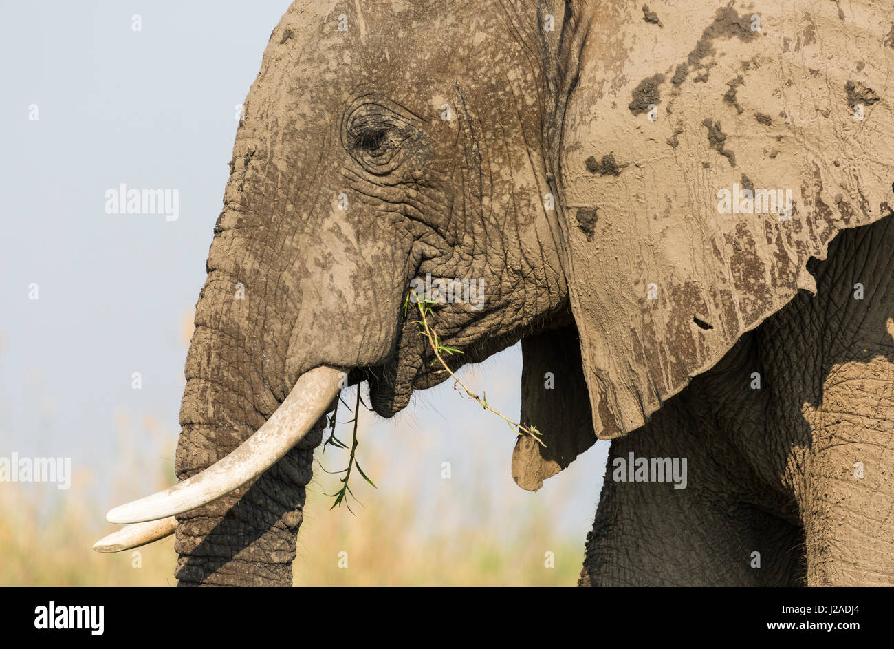 Elephants head hi-res stock photography and images - Alamy