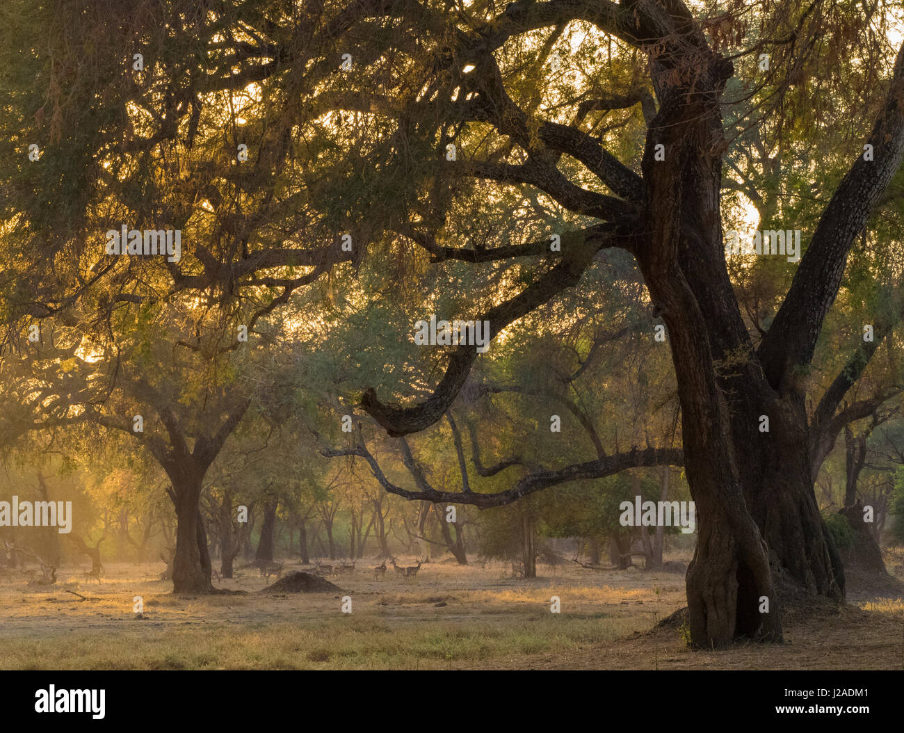 Africa, Zambia. Sunset on forest. Credit as: Bill Young / Jaynes ...