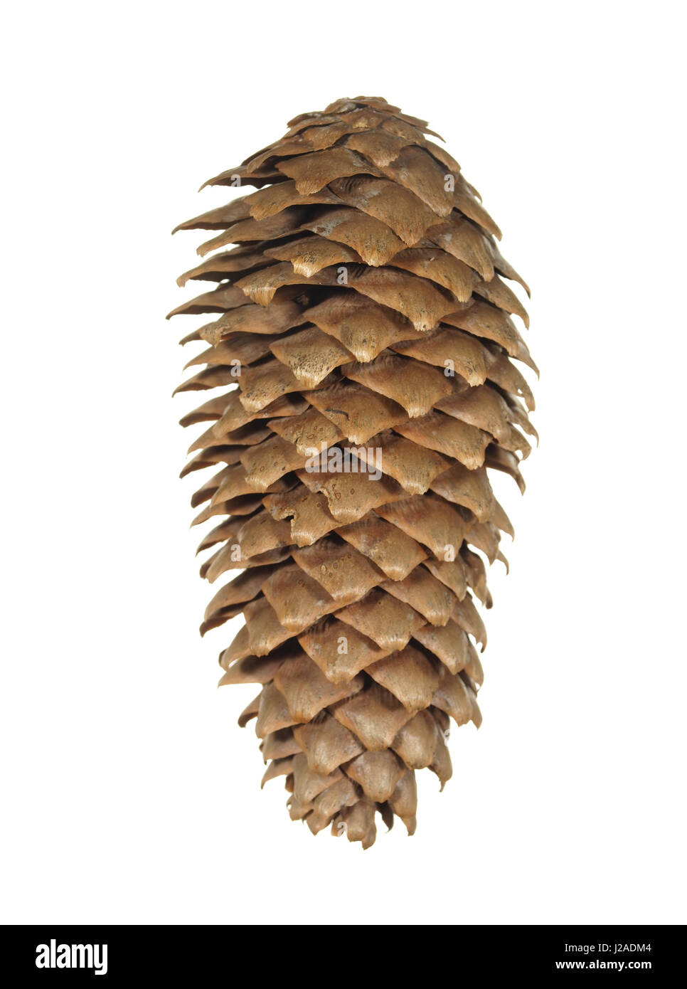 Fir cone isolated on white background Stock Photo - Alamy