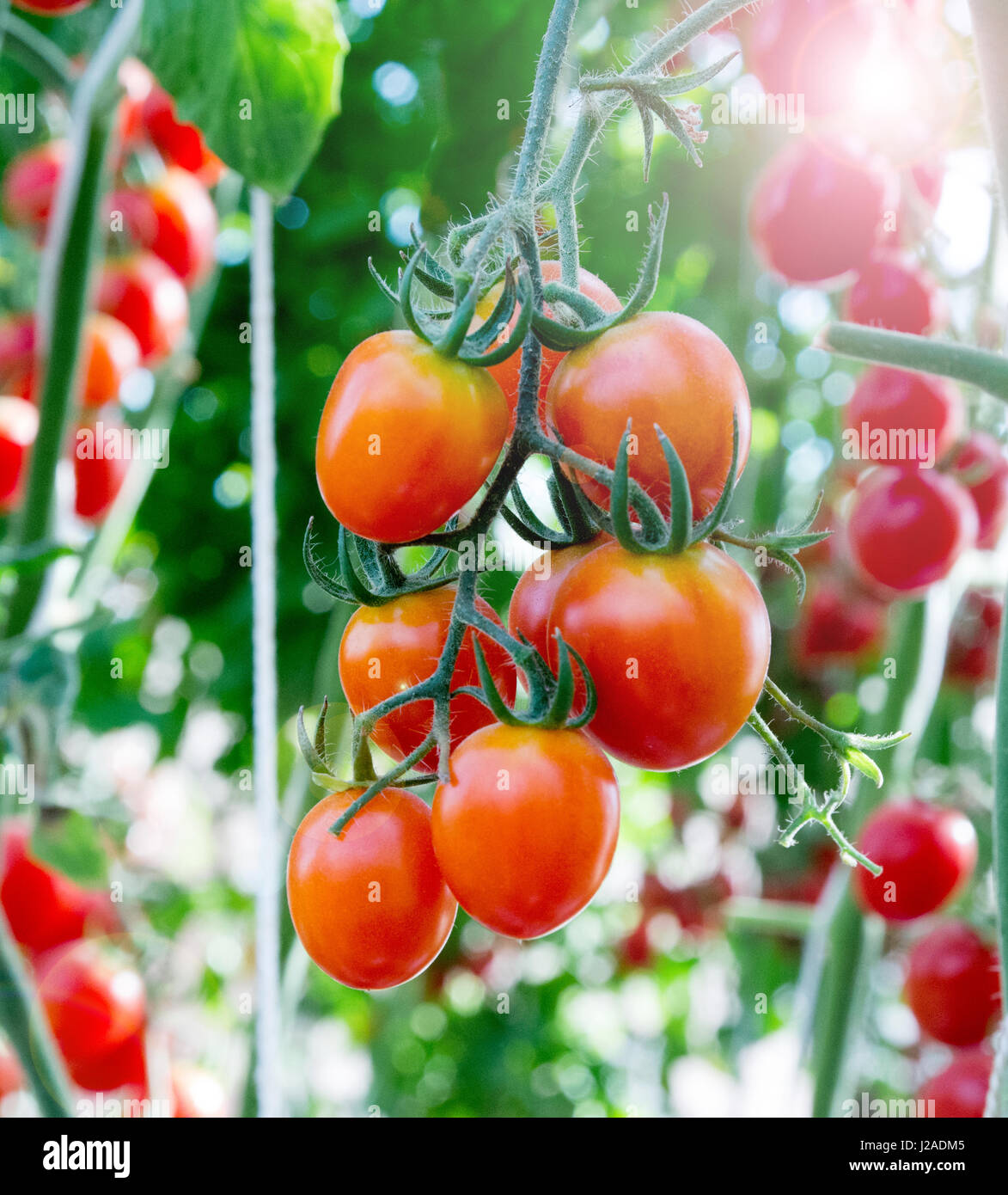Tomato in garden Stock Photo - Alamy