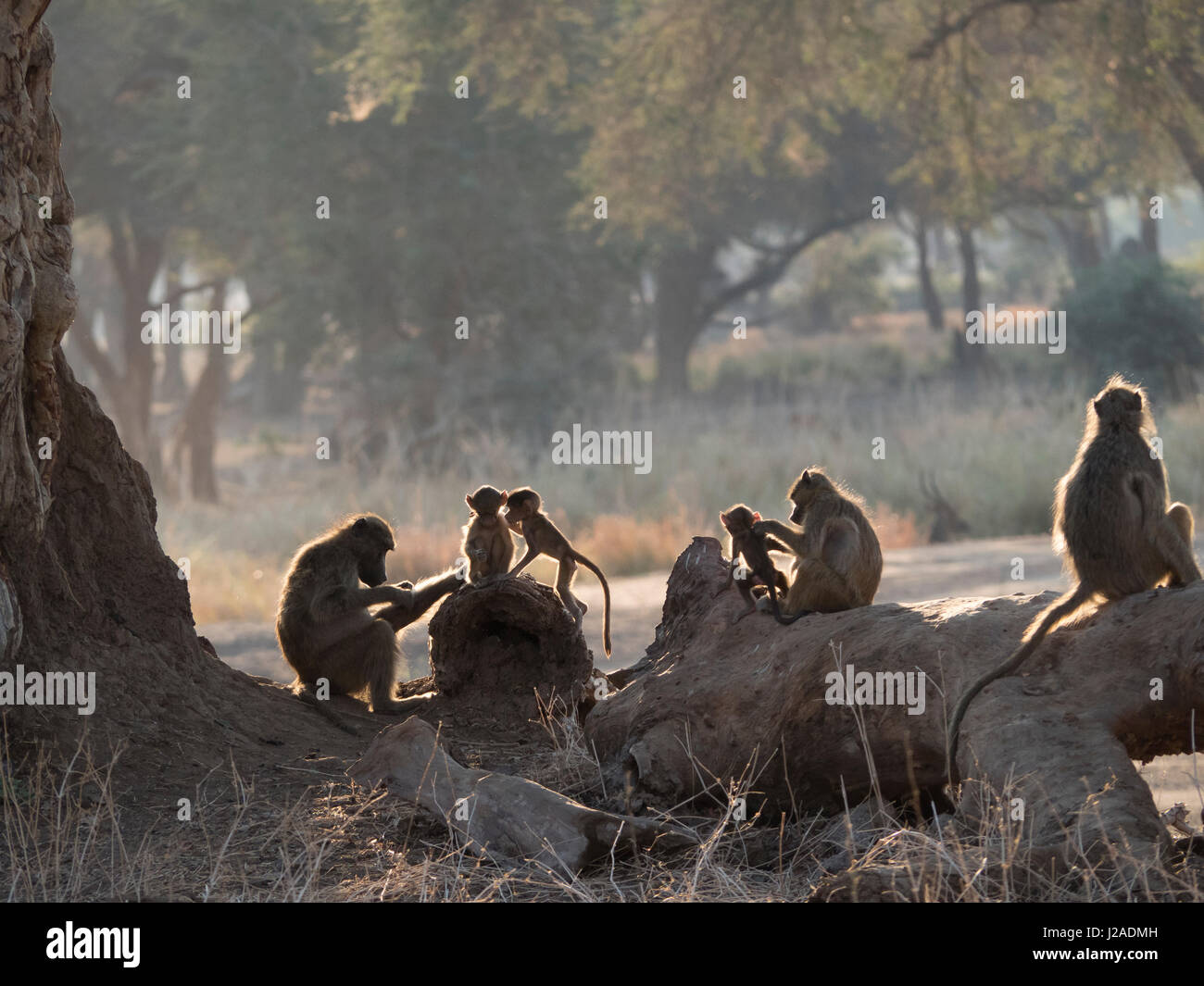 Baboon troop tree hi-res stock photography and images - Alamy