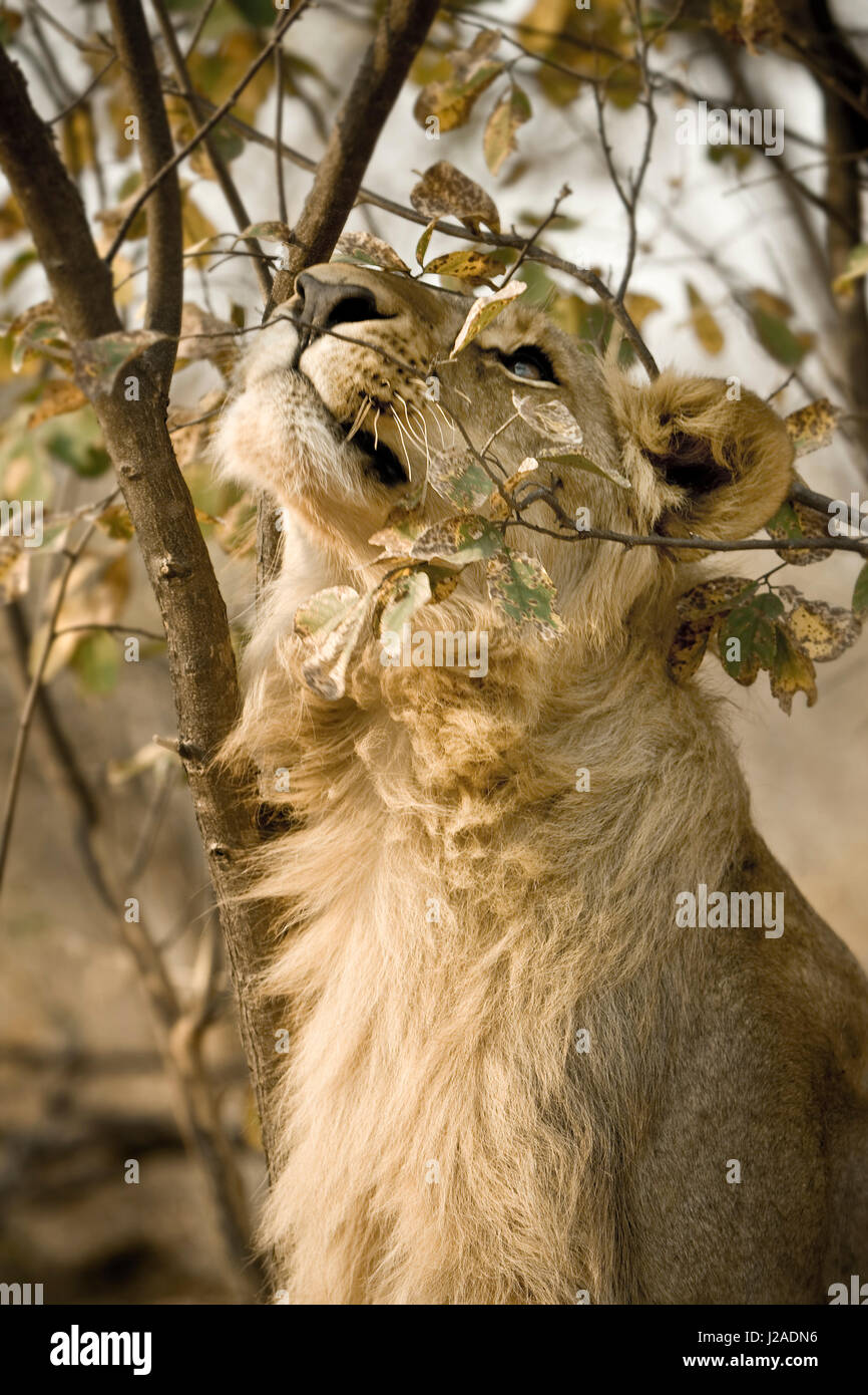 Scratching His Face Stock Photos & Scratching His Face Stock Images - Alamy