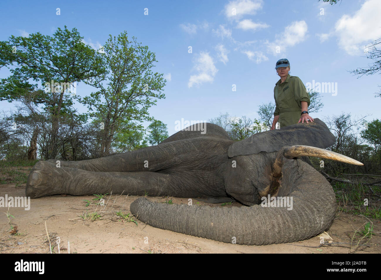 Relocated elephant hi-res stock photography and images - Alamy