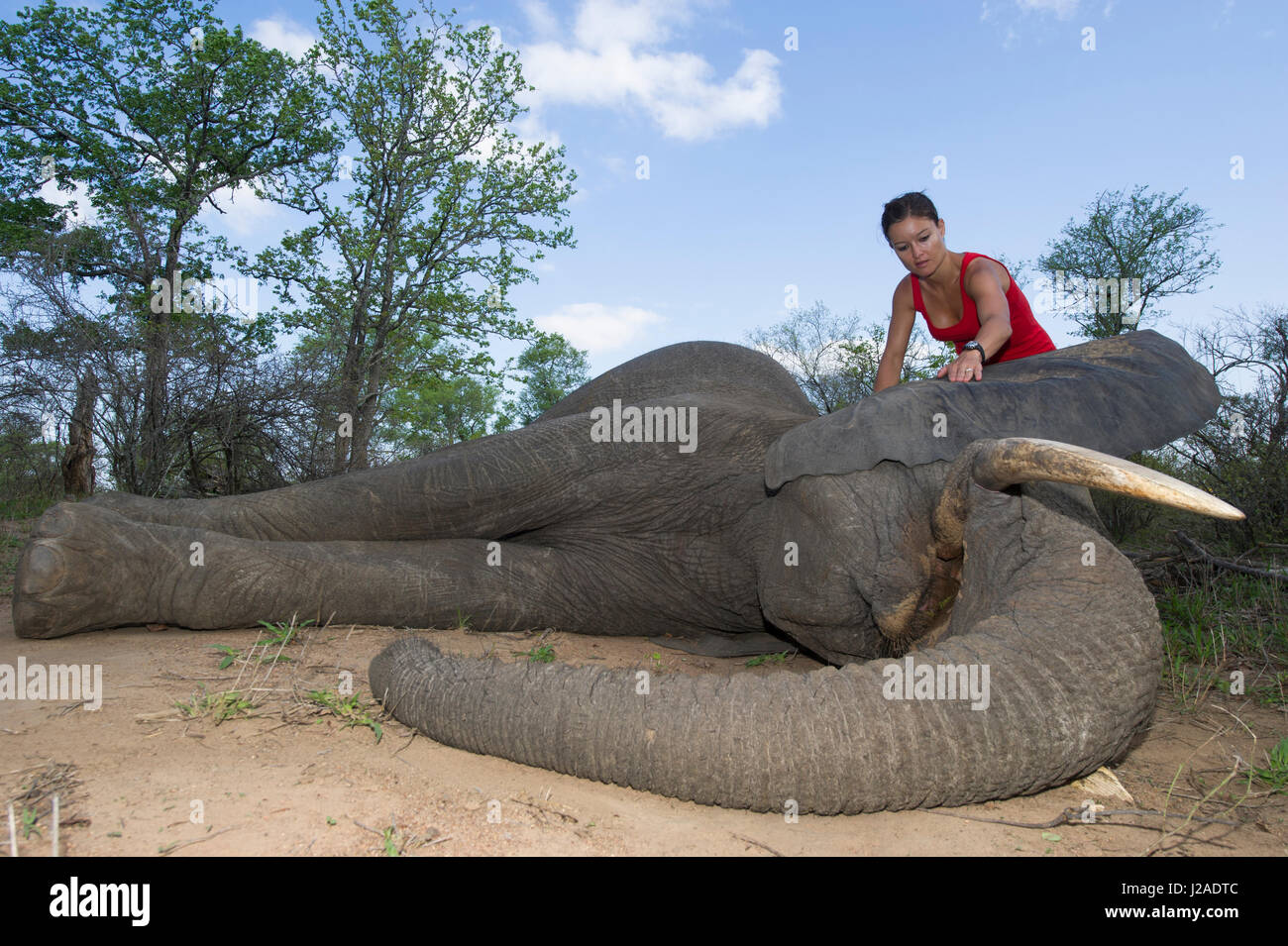 Relocated elephant hi-res stock photography and images - Alamy