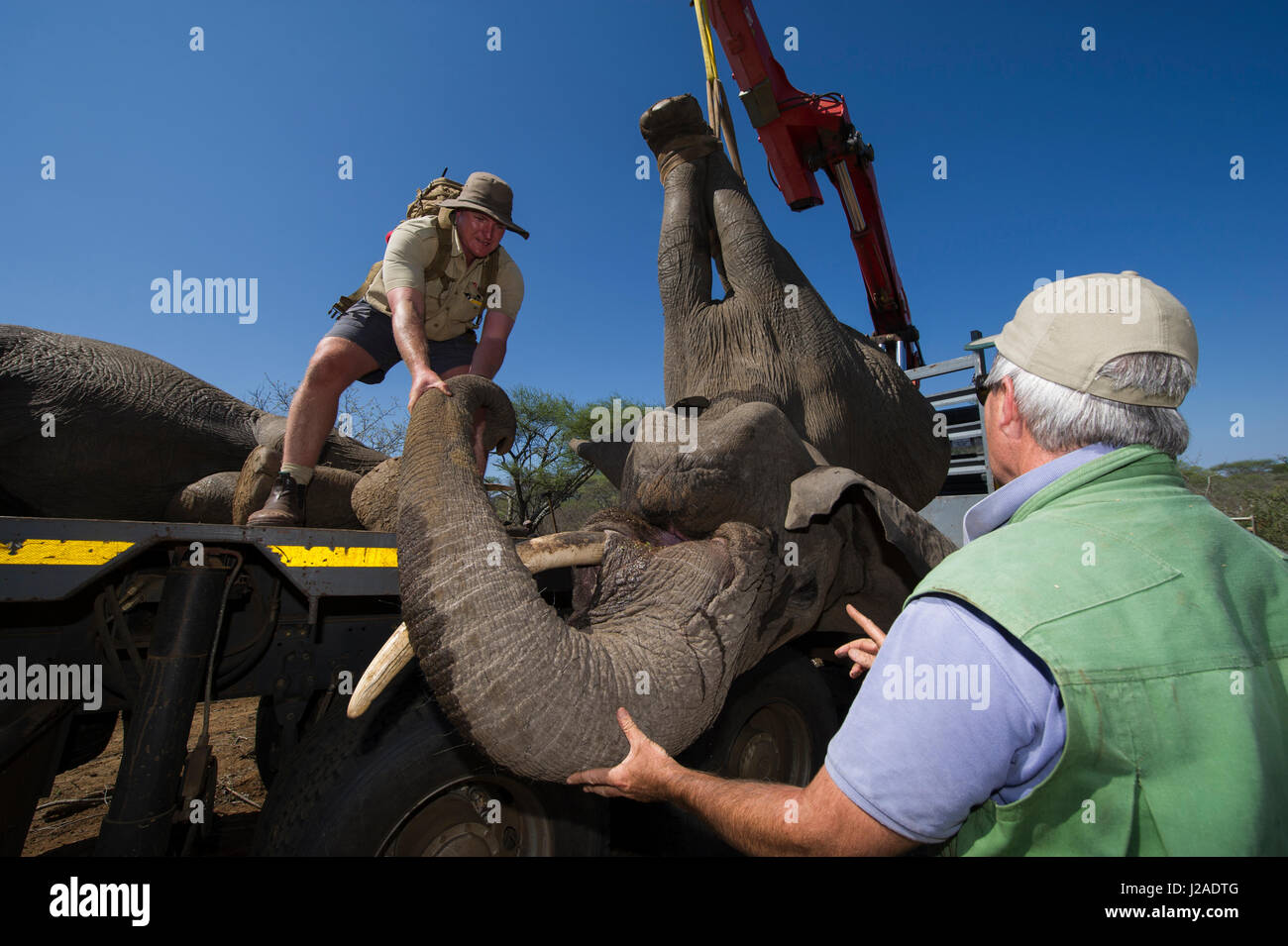 Tranquilized elephant (Loxodonta africana) being loaded by crane and ...