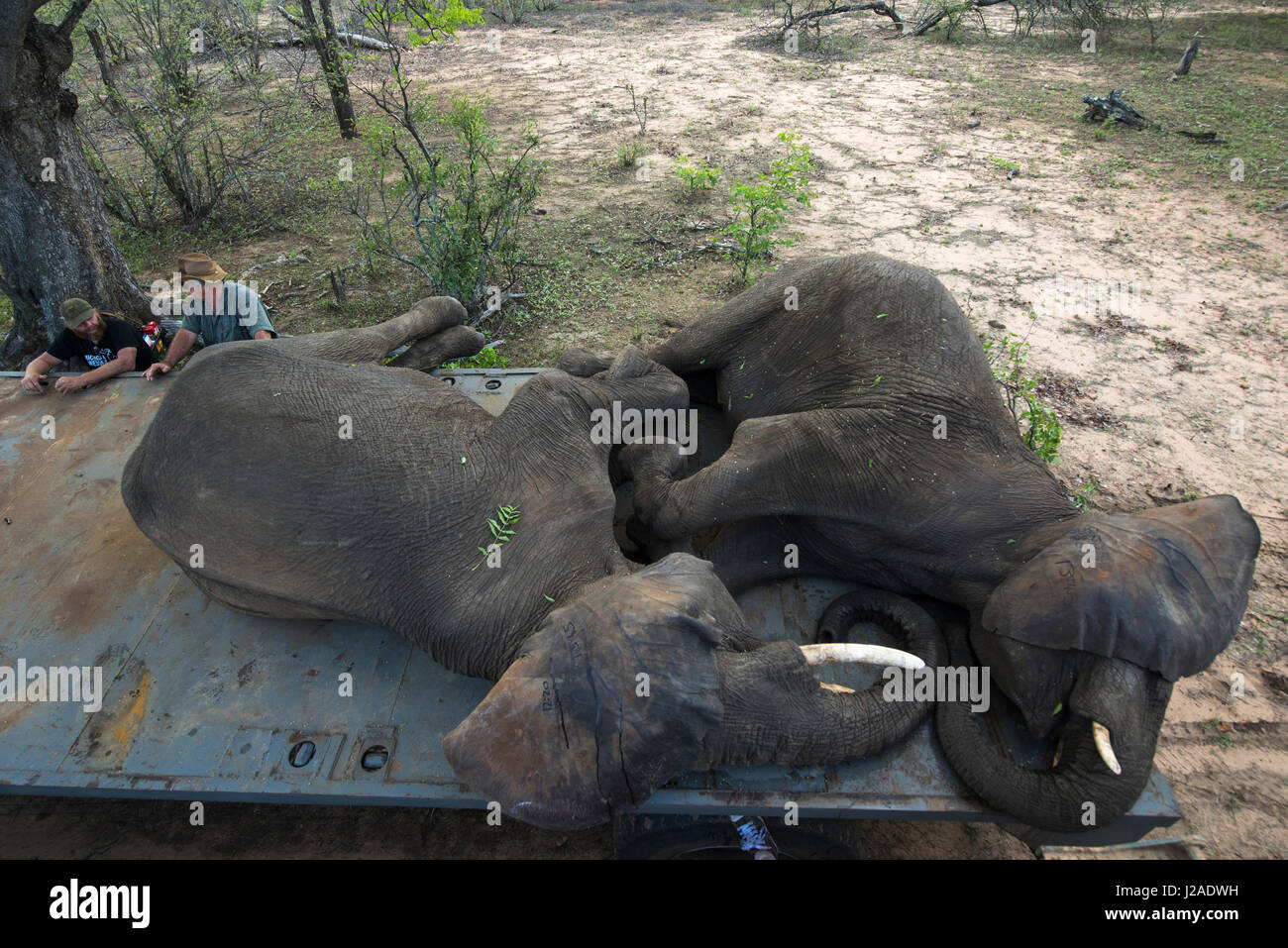 Tranquilized elephants (Loxodonta Africa) being loaded by crane and ...