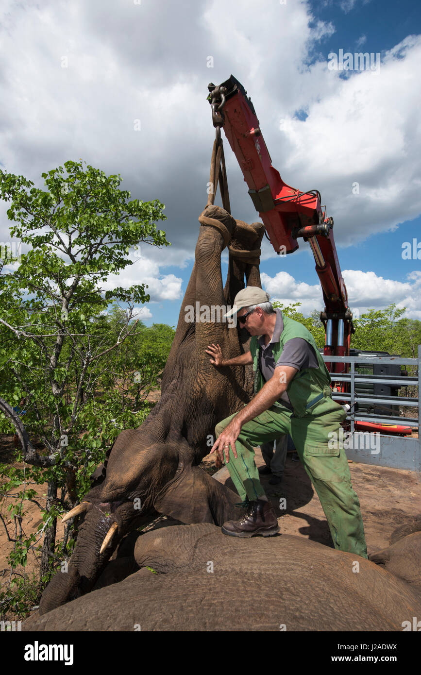 Relocated elephant hi-res stock photography and images - Alamy