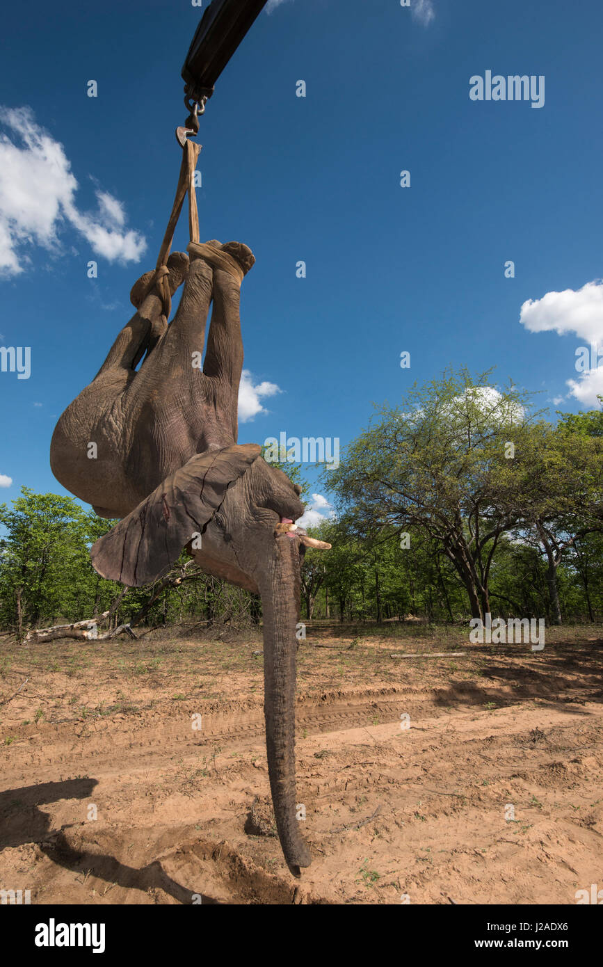Tranquilized elephants (Loxodonta Africa) being loaded by crane and ...
